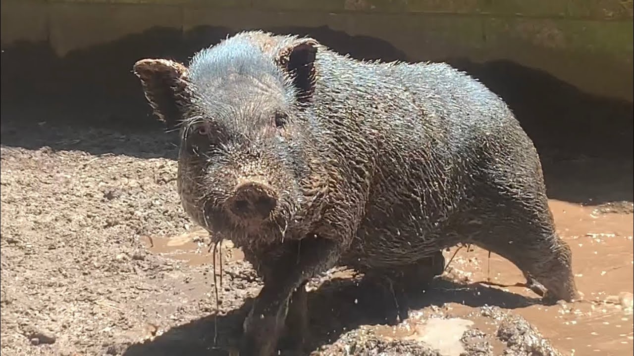 Happy Pigs In Mud