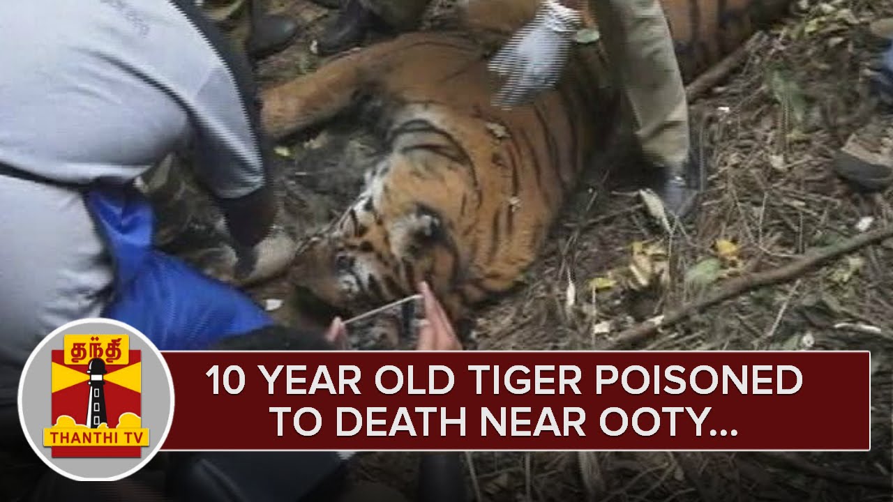 10-Year-Old Tiger Poisoned to Death near Ooty - Thanthi TV - YouTube