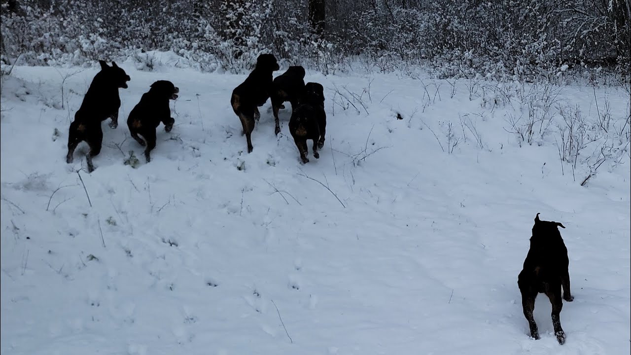 Rottweiler Day on a snowy mountain 🏔 - YouTube