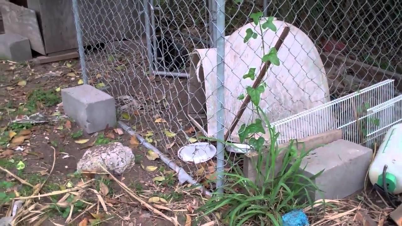 Chicken Cannibalism - YouTube