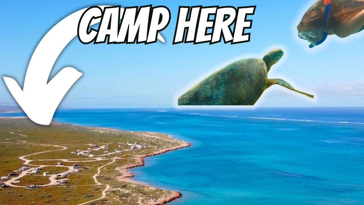 Swim with the turtles and ALL the tips on camping at Osprey Bay on the ...