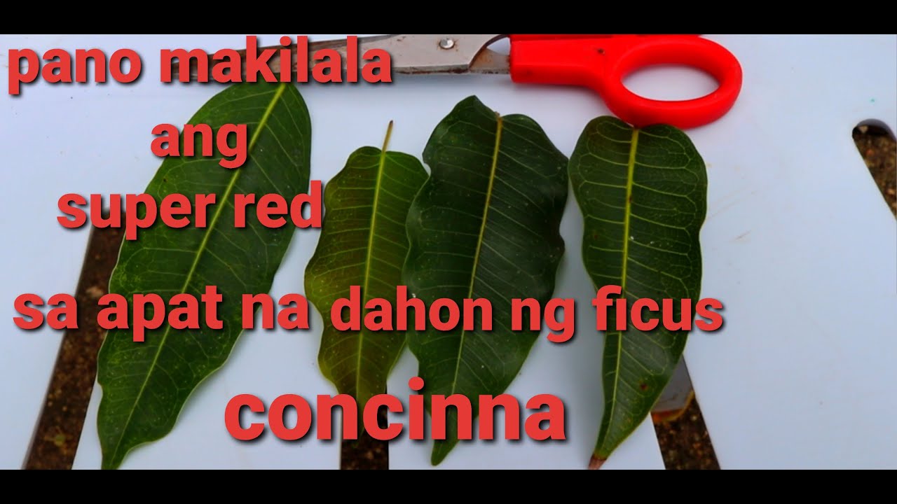patunay na miron super red sa ficus concinna+red balete bonsai. - YouTube