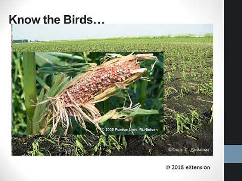 Jeff Pelc - Those Pesky Birds: What Can I Do? - YouTube