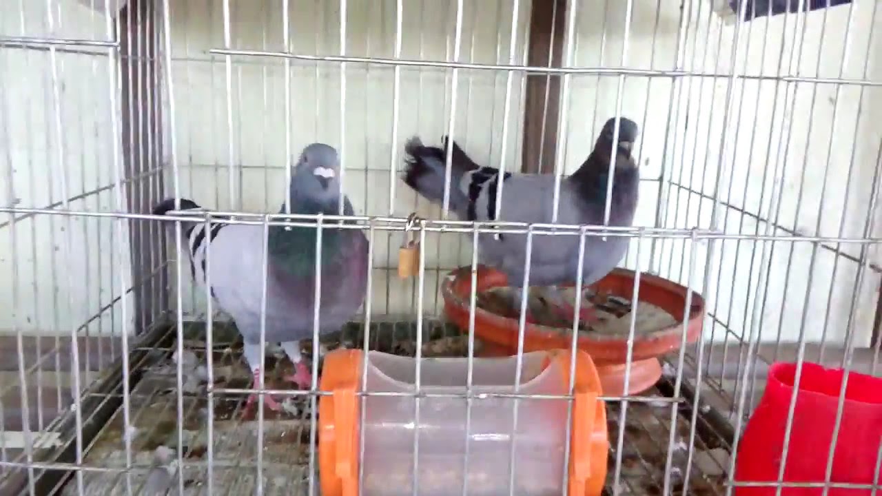 My First Blue bar Racer Pair - YouTube