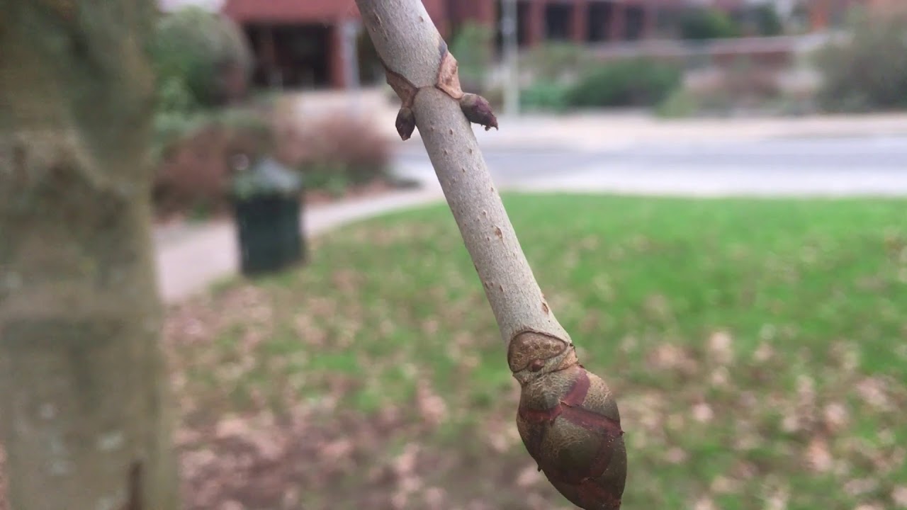 Red Horse Chestnut - twig & buds - December 2018 - YouTube