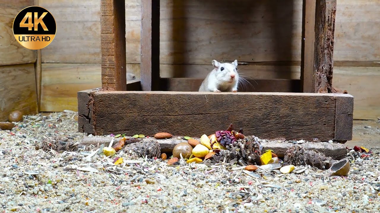 8 hour Cat TV mouse in jerry hole fun , Mouse squabble playing hide and ...