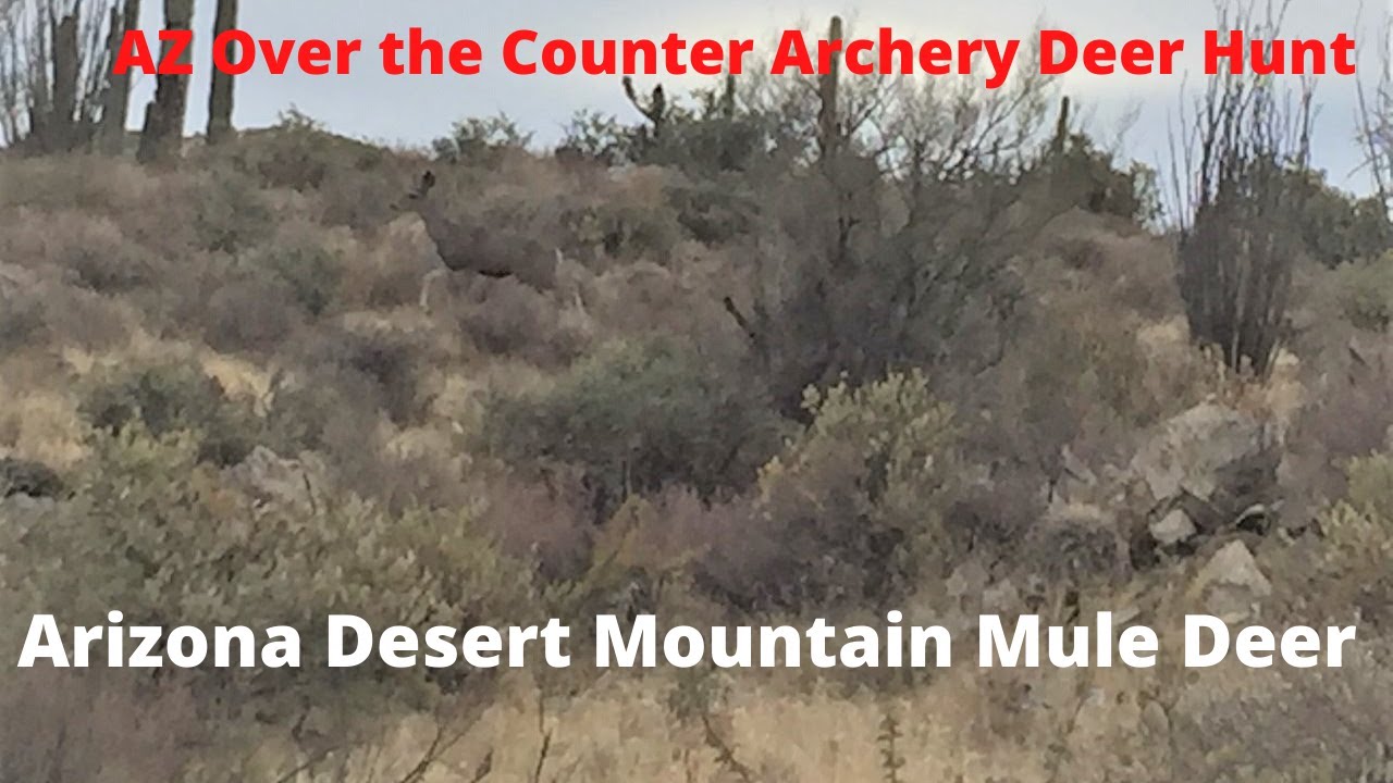 Arizona Central Desert Mule Deer Hunt #arizonahunting #muledeerhunting ...