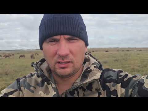 ДЕНЬ ВТОРОЙ: УТРЕННИЙ ОБЗОР, КОБЫЛА АТАБАСКА ПОД НАБЛЮДЕНИЕМ.