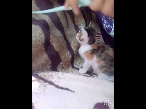 Minosum ,öldü 😞gelgin de mincikti