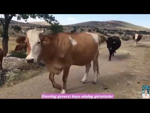 Köyüm garip ben garip emirdağ türküsü