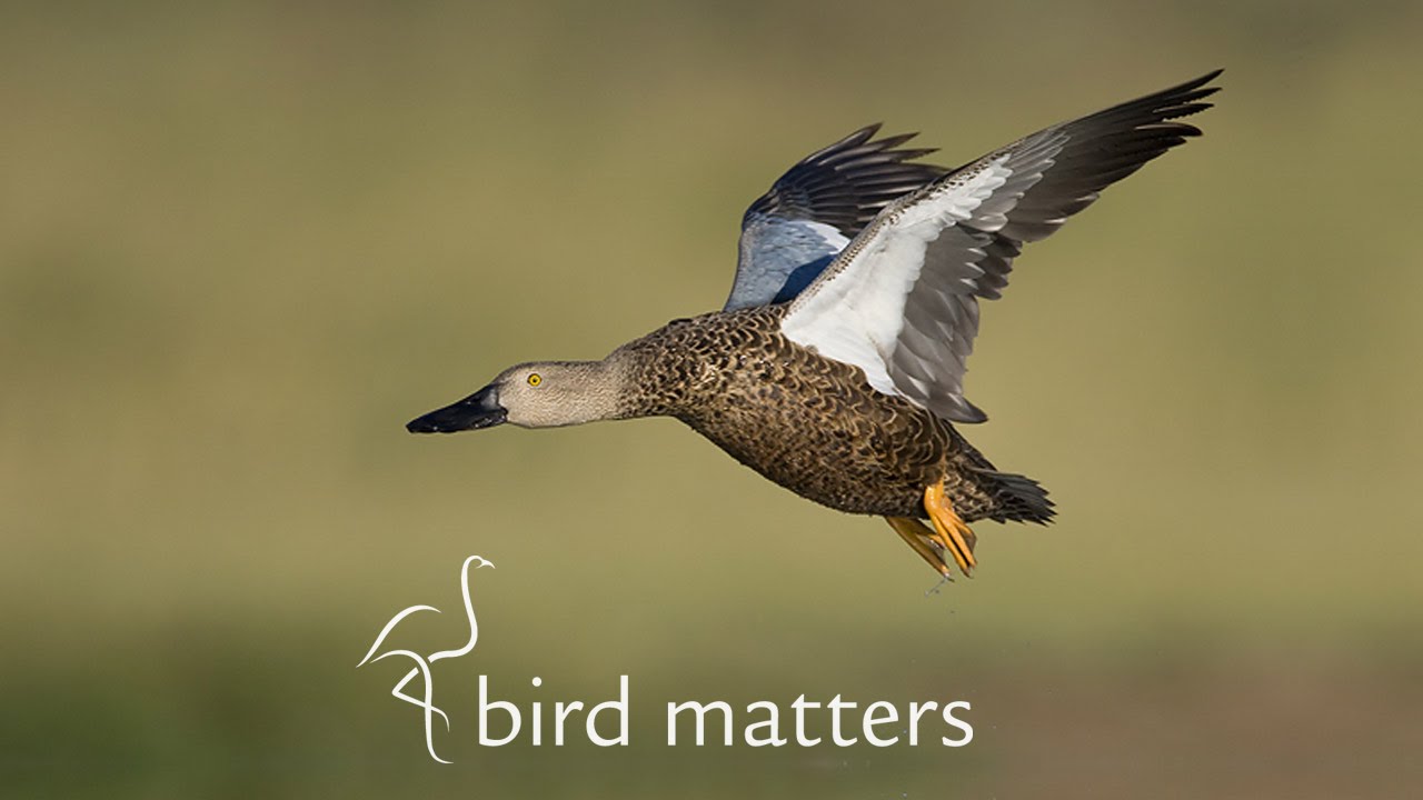 Capturing Moments in Time: Photographer Profile: Mark Anderson - YouTube