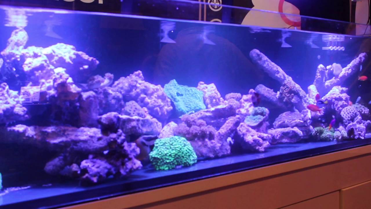 Reefapalooza Orlando 2016 - Reef Tank Displays, Frag Tanks, & Some Hot ...