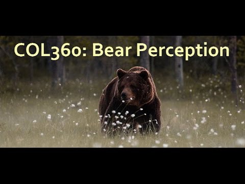 COL360: Bear Perception - YouTube