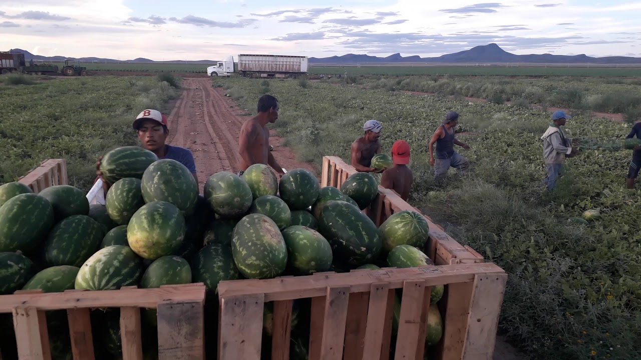 Mexican water melon harvest - YouTube