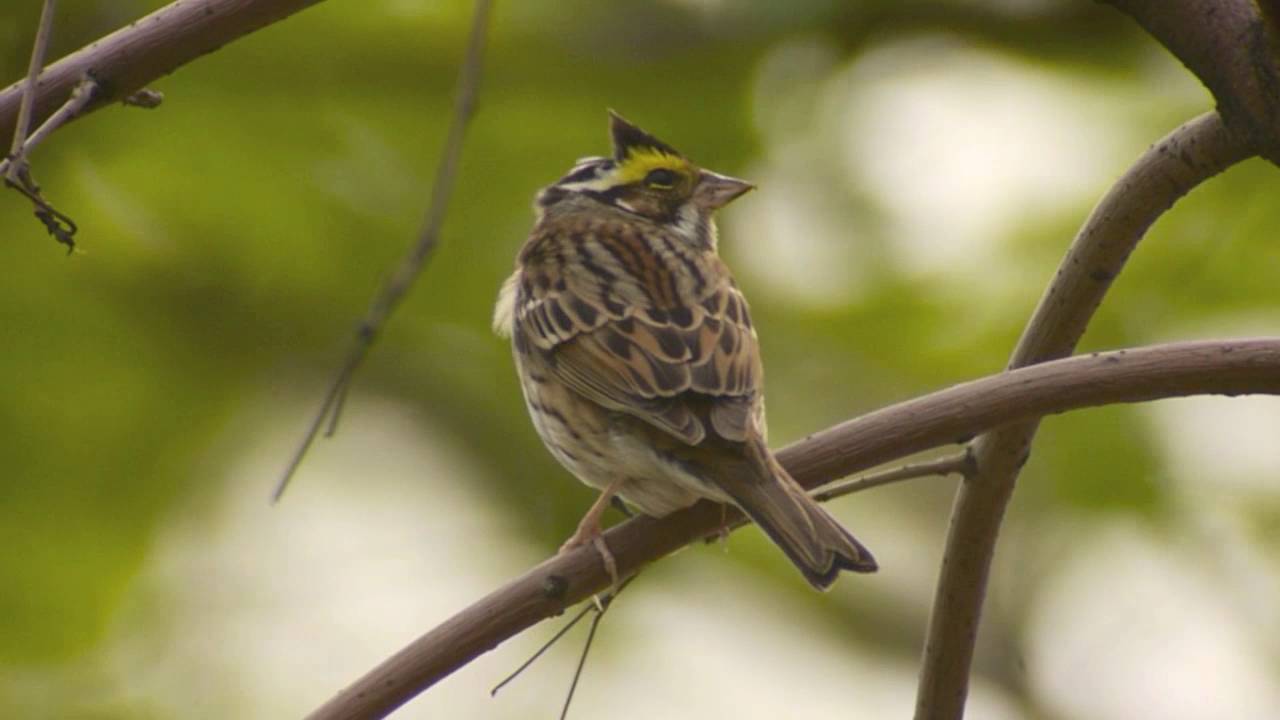 Yellow-browed Bunting (Emberiza chrysophrys) - YouTube