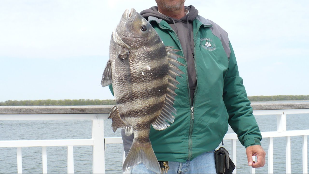 Jiggin' Jerry, SHEEPHEAD SHEEPHEAD SHEEPHEAD ! in March 2015 - YouTube