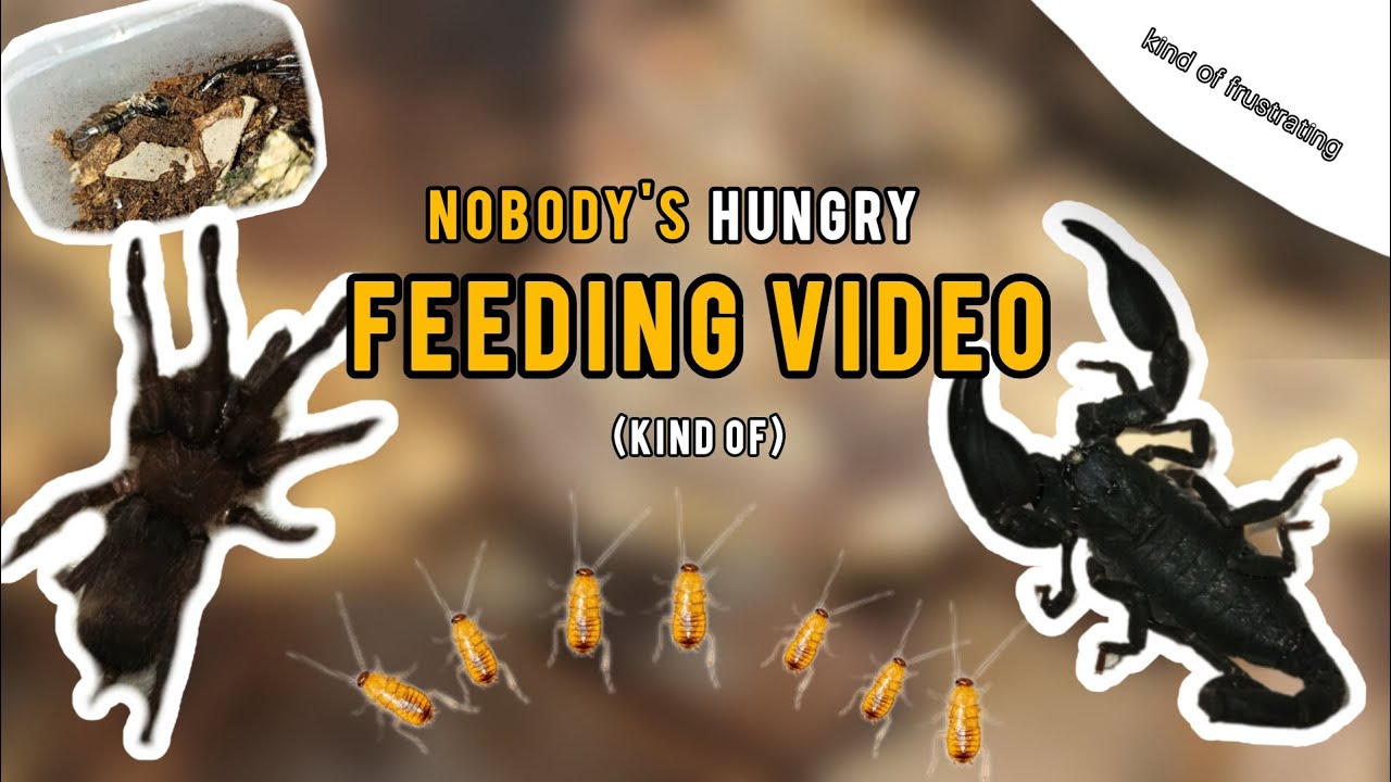 Stressful Feeding Video | Nobody Eating..? - YouTube