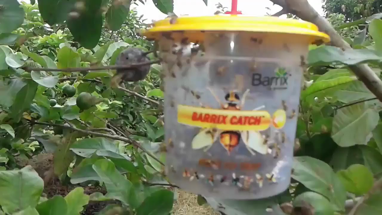 Barrix Catch Fruit Fly Trap - On field performance - YouTube