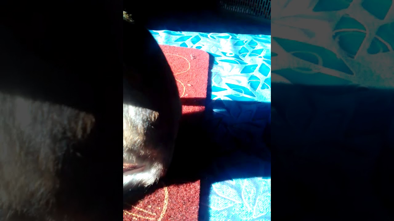 Sang Tompok si - YouTube