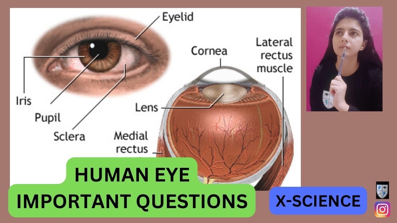 X-HUMAN EYE...PRACTICE QUESTIONS - YouTube