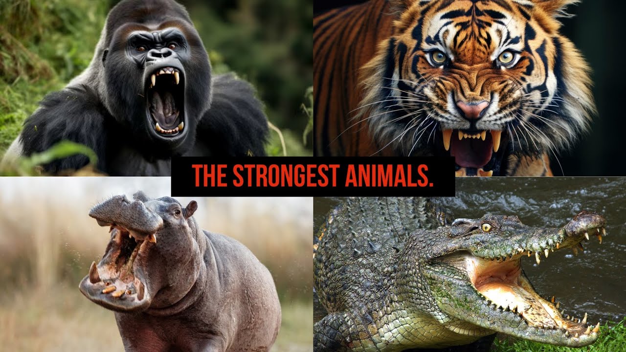 Top 10 Strongest Animals In The World - YouTube