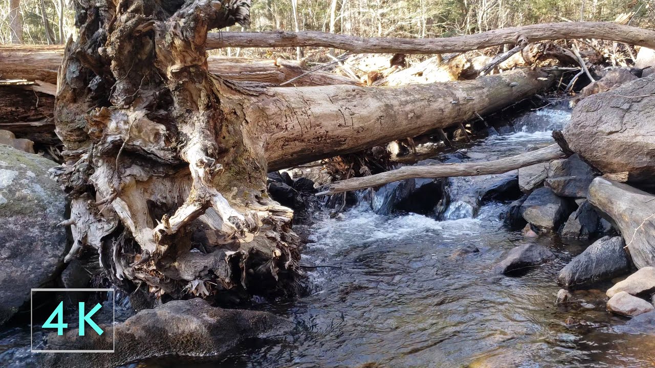 Stream Flowing Under Fallen Tree - 10 Hour Peaceful Water Sounds - Live ...