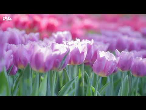 sham e firag ab na pucho - unnoun artist