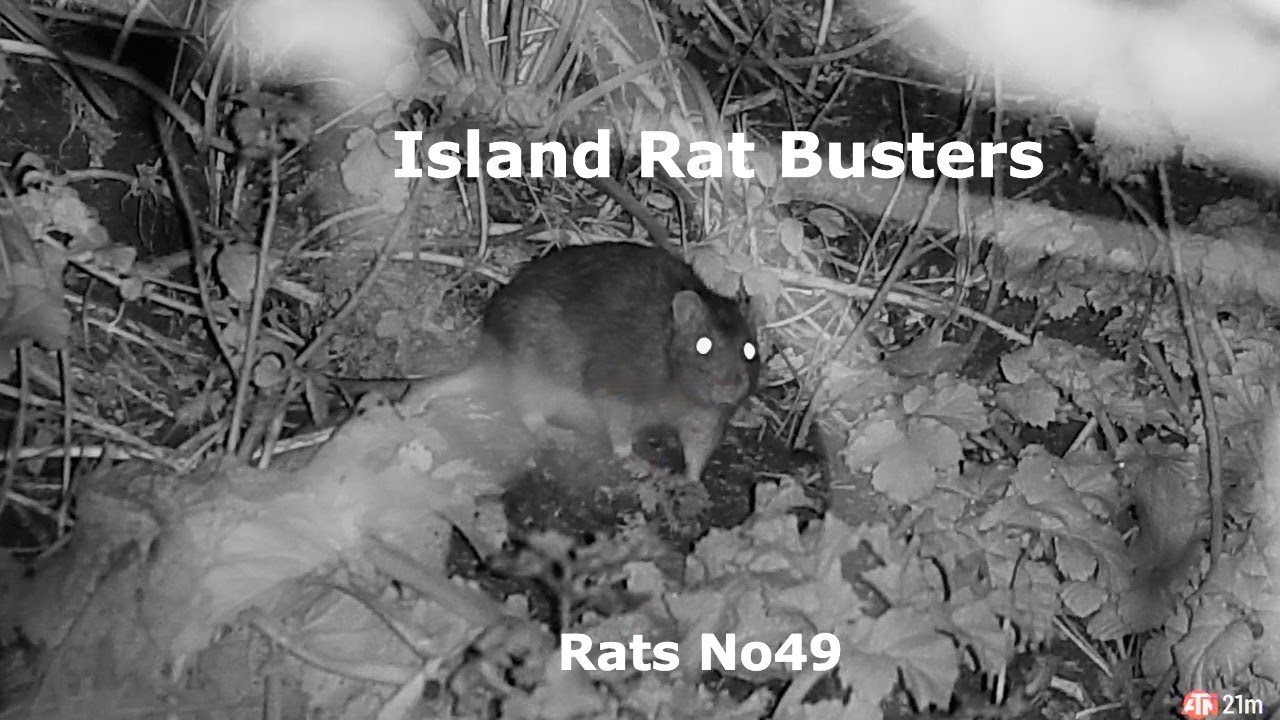 Rats No49 - YouTube