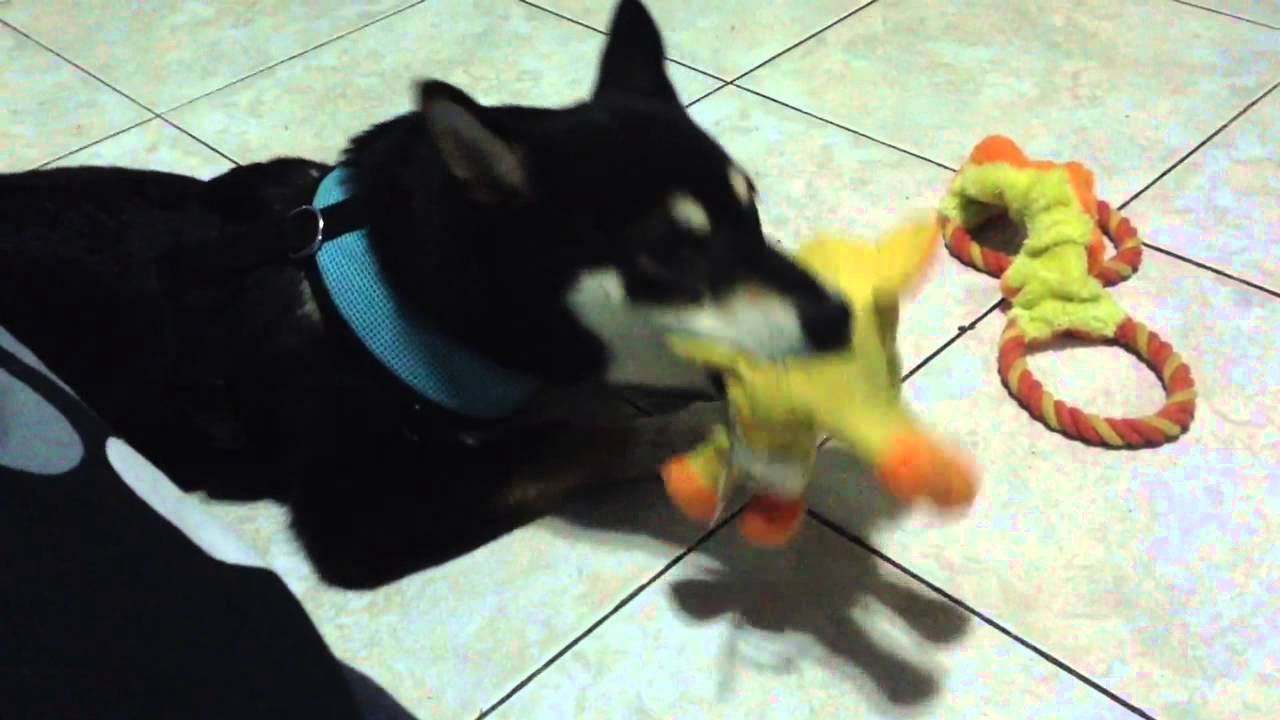 Shiba Inu (Achilles) howling! - YouTube
