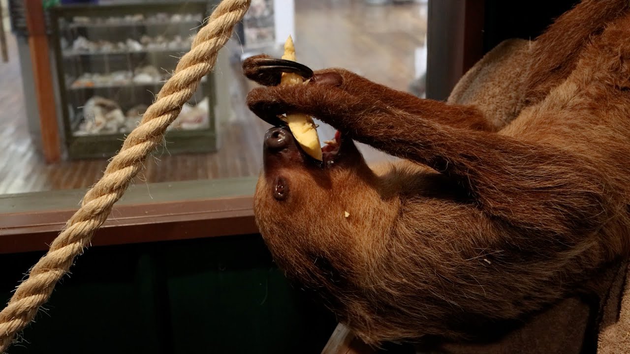 Sloth Eating Lunch - YouTube