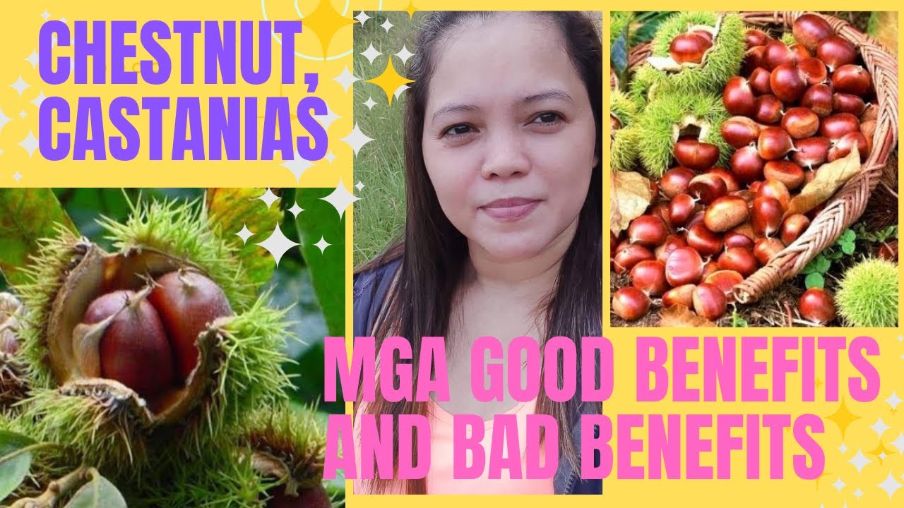 Mga Good Benefits And Bad Benefits Ng Castanias(Chestnut) - YouTube