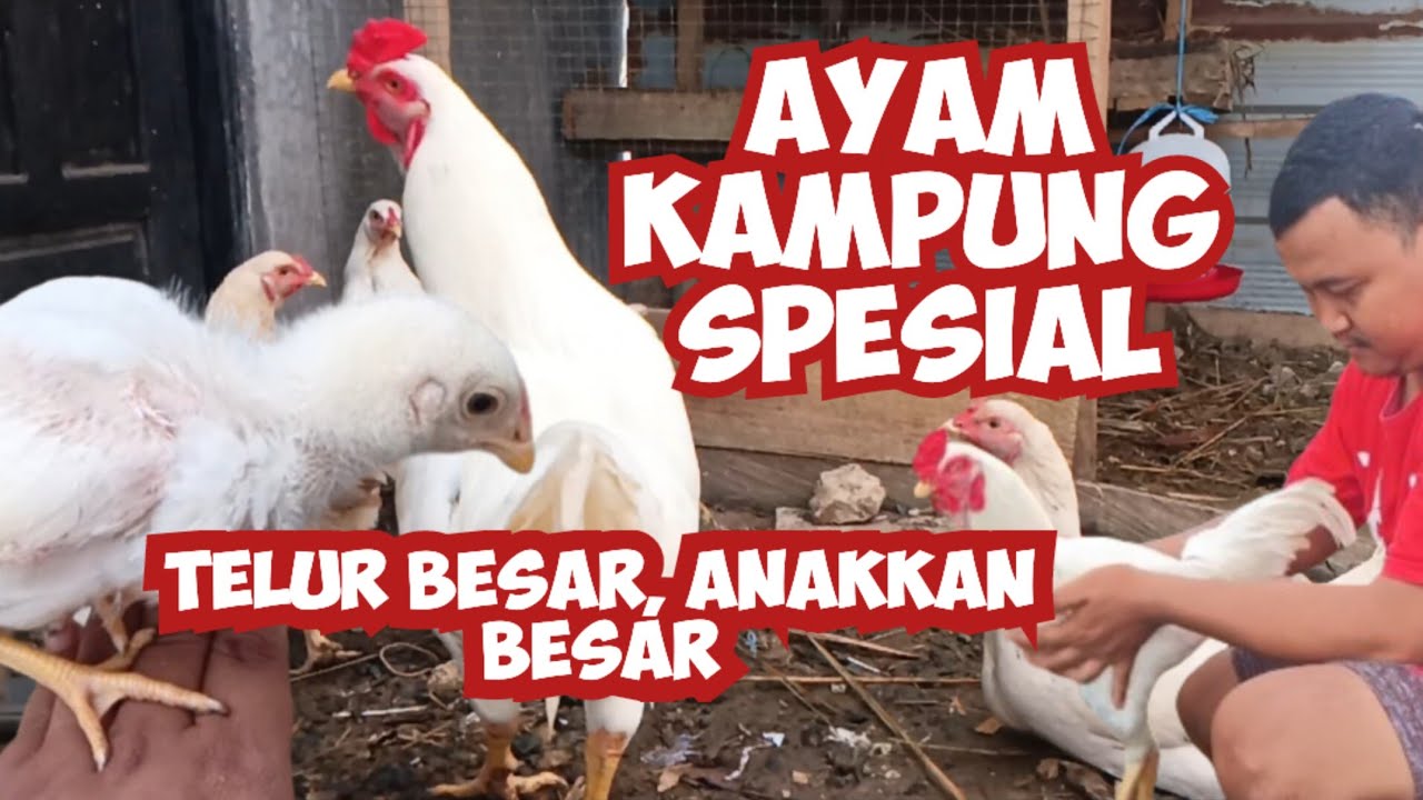 AKHIRNYA.. AYAM KAMPUNG SPESIAL. TELUR BESAR. DOC BESAR. - YouTube