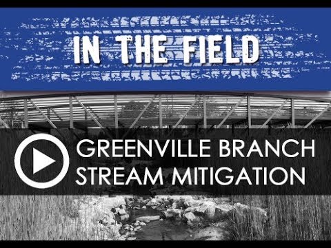 IN THE FIELD: Greenville Branch Stream Mitigation Project - YouTube
