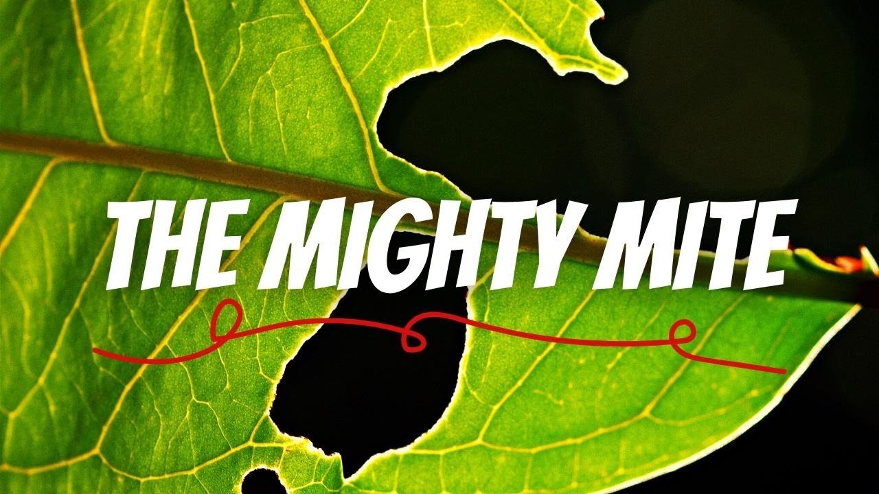 The Mighty Mite - YouTube