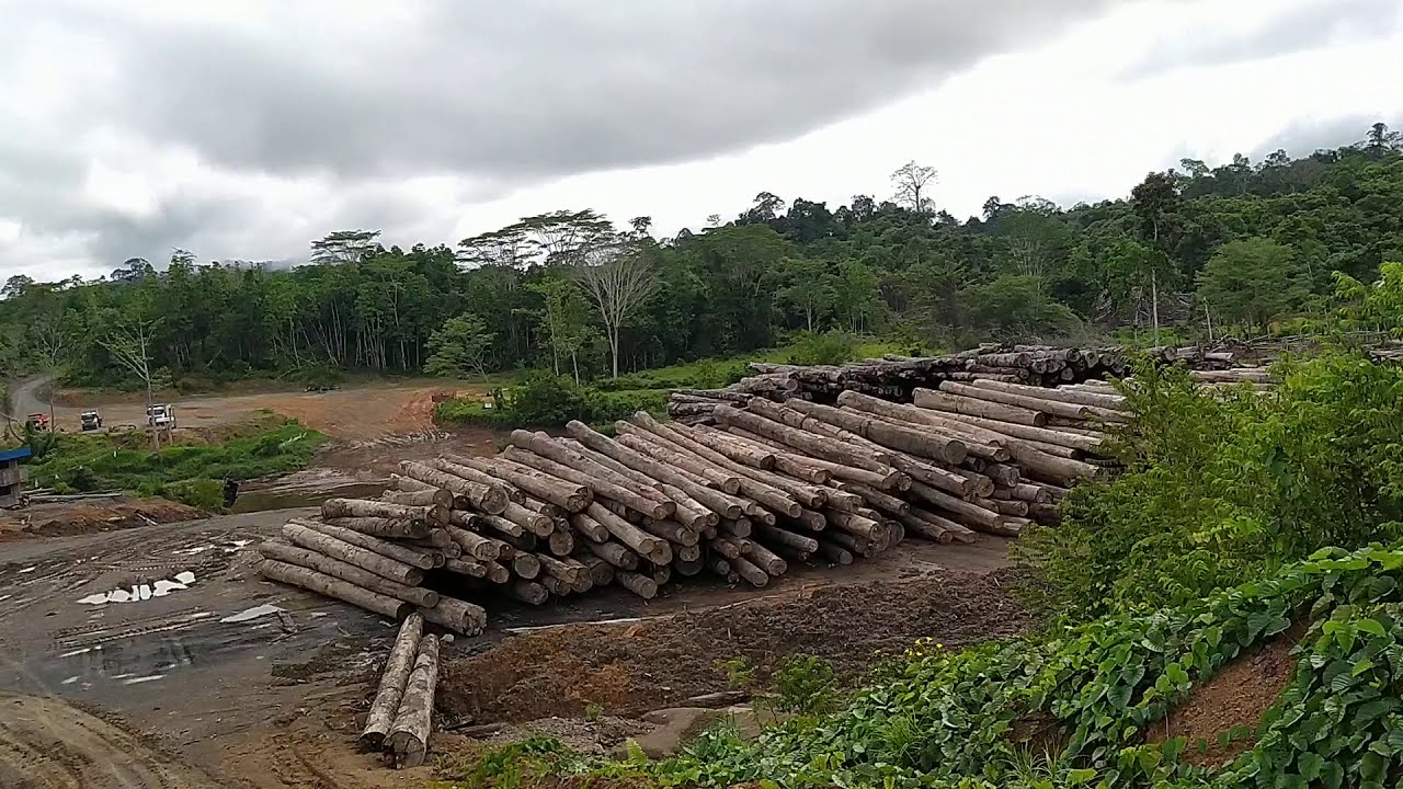 Camp Karimoi PT. Kayu Ara Jaya Raya - YouTube