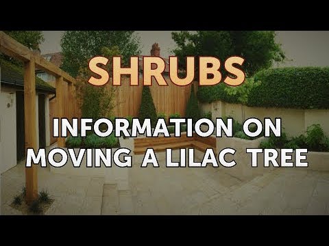 How Big Is The Root System Of A Lilac Bush