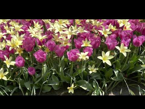 Keukenhof-Hollanda 2022 / Dünyanın en büyük çiçek bahçesi