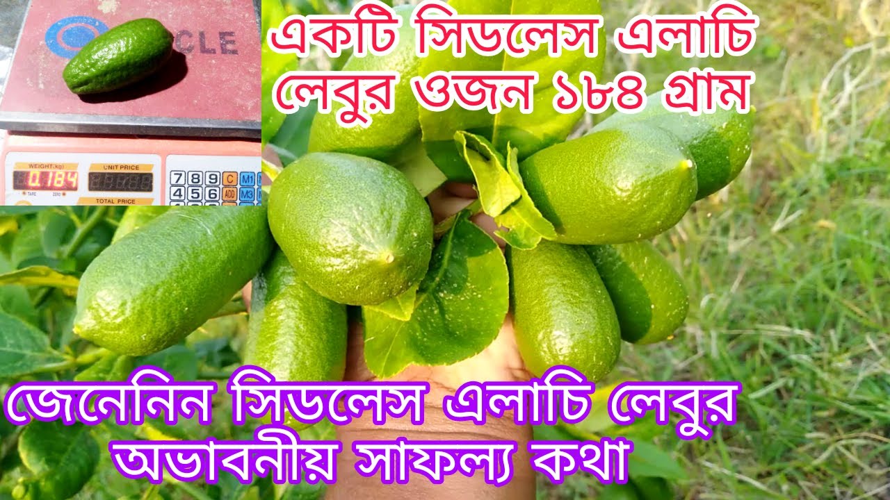 এলাচি লেবু/lebu chas/লেবু চাষ পদ্ধতি/লেবু চাষ/china 3 lebu/china 3 ...