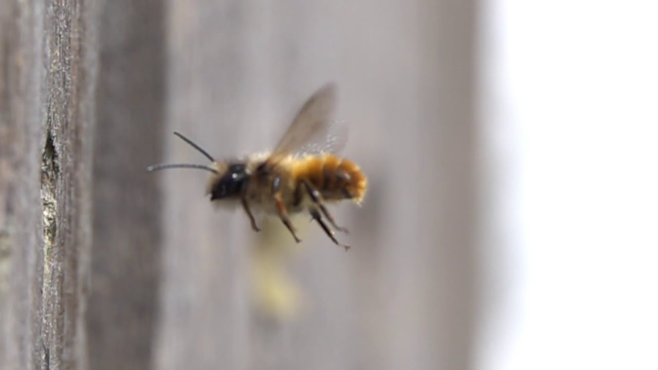 Red Mason Bee - YouTube