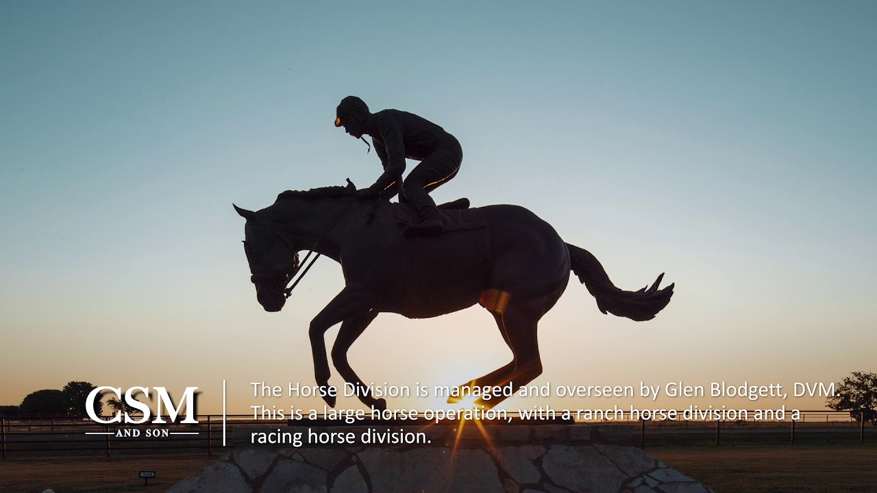 6666 Ranch Horse & Cattle - YouTube