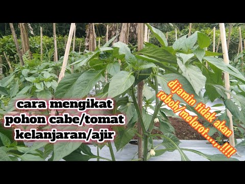 cara mengikat tanaman cabe/tomat,yang benar & kokoh#petanicabe#tomatdll ...