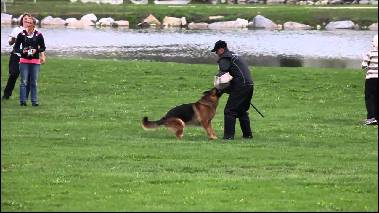 german Shepherd Show - YouTube