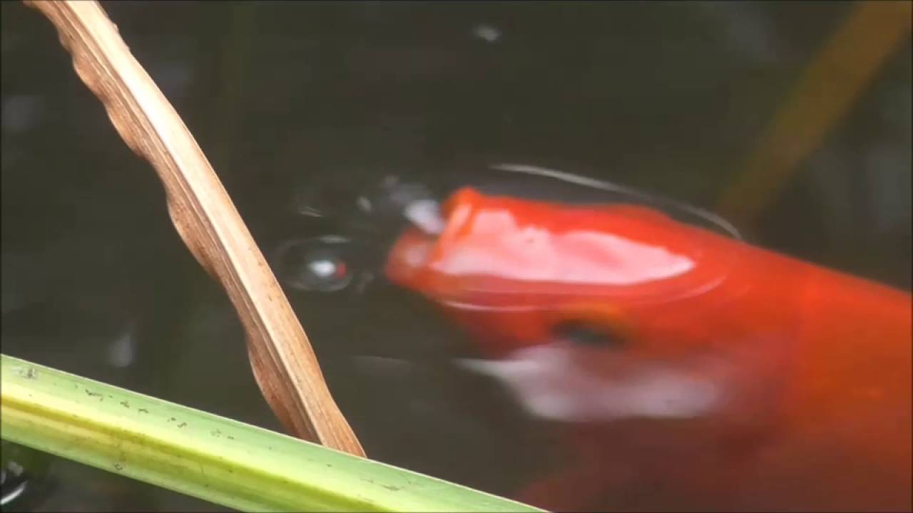 Das Leben der Goldfische im großem Teich - YouTube