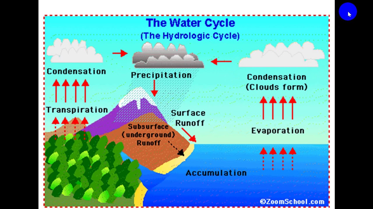 Water Cycle Examples Biology at Troy Jenkins blog
