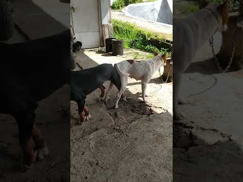 cara ampuh mengawinkan anjing betina yang galak bisa di lakukan sendiri