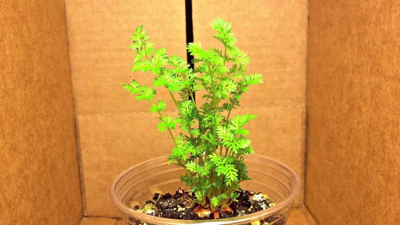 TimeLabs carrot planet 1080 HD 3 weeks - YouTube