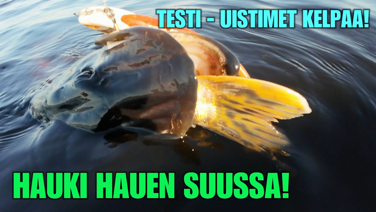HAUKI HAUEN SUUSSA JA UISTIN MAISTU - Hybridi Uistimen ekat ...