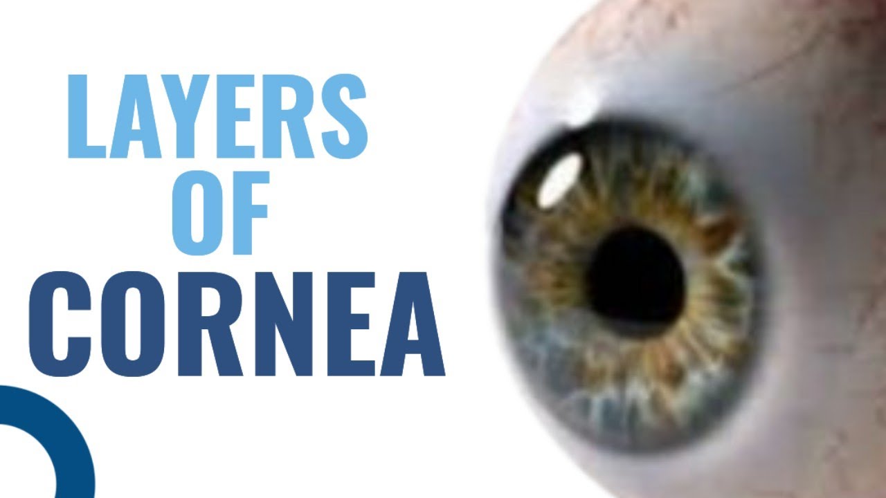 Layers of the Cornea: A Comprehensive Guide | Ophthalmology Mnemonics ...