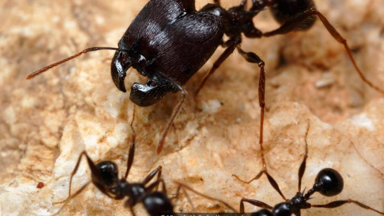 Jatai bees are the only species that have a soldier caste - YouTube