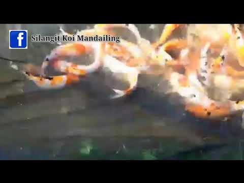 Lokasi : Banjar Langit link ll kota siantar panyabungan